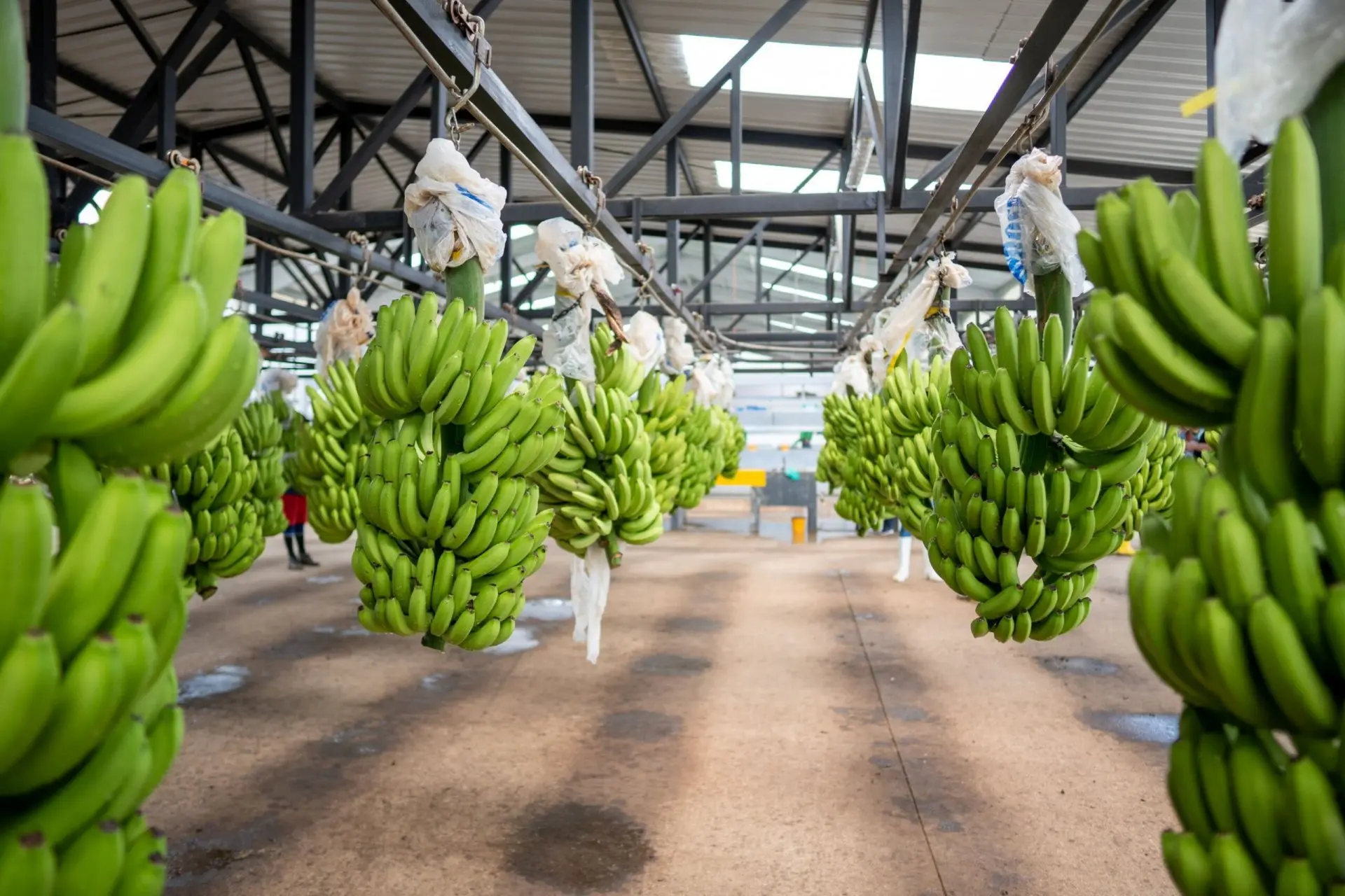 Exportaciones de banano en alza: crecimiento del 3 % en el primer mes ...